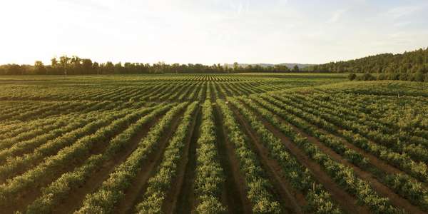 See Our Software | CloudSuite Food & Beverage | Infor