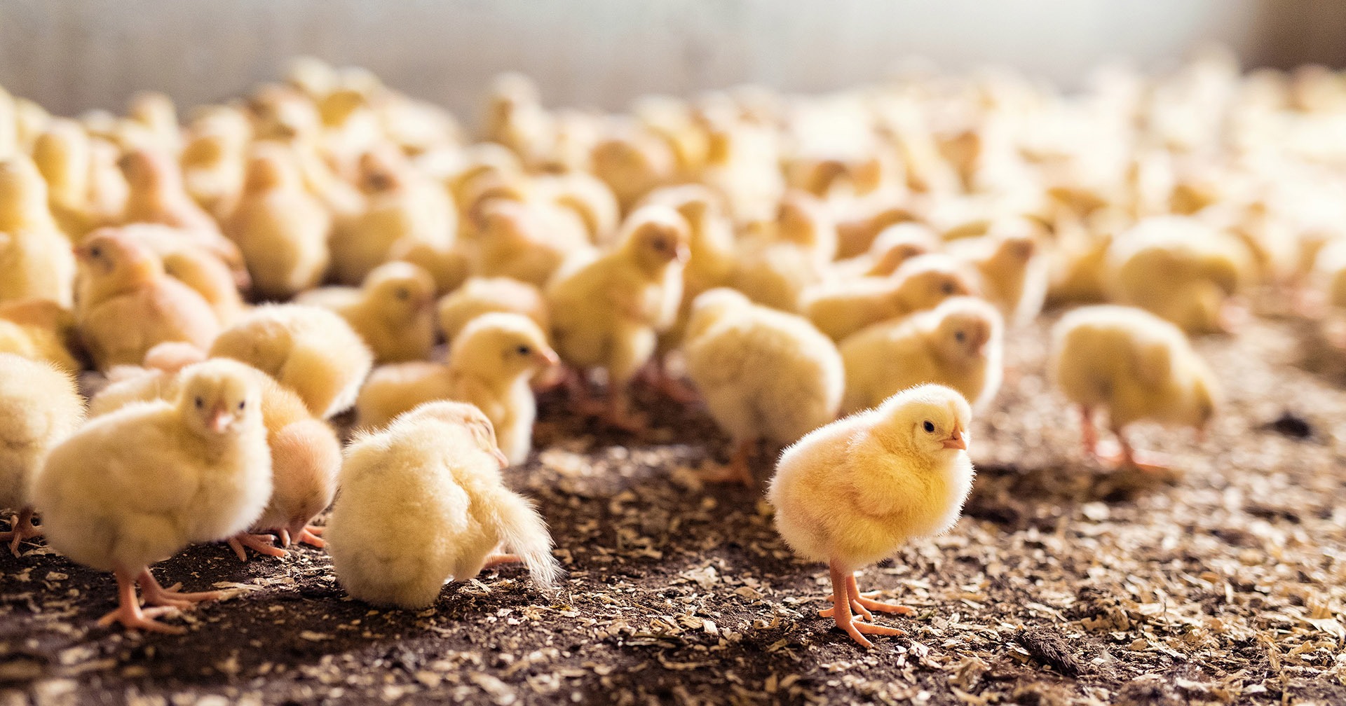 Norsk Kylling to Develop Top Chicken Production with Infor